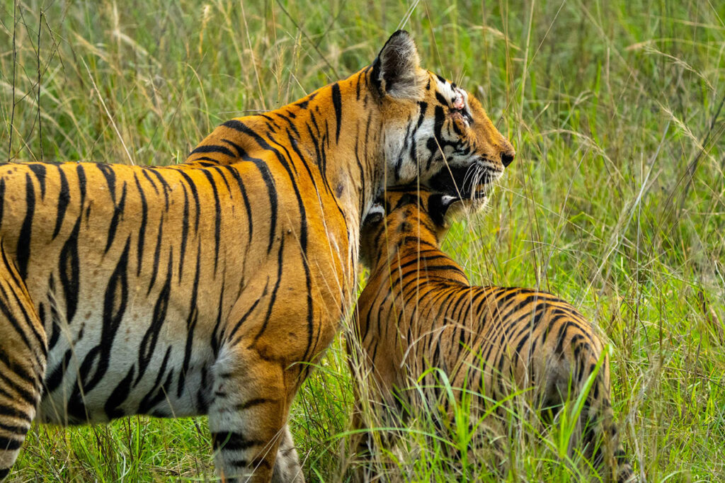 International Tiger Day 2025: History, Significance & a Look Ahead
