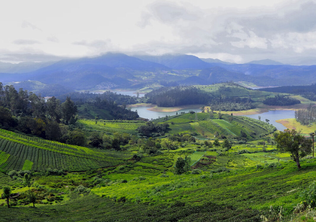 Tea Trails: Ooty’s Best Tea Estates for Tourists and Connoisseurs