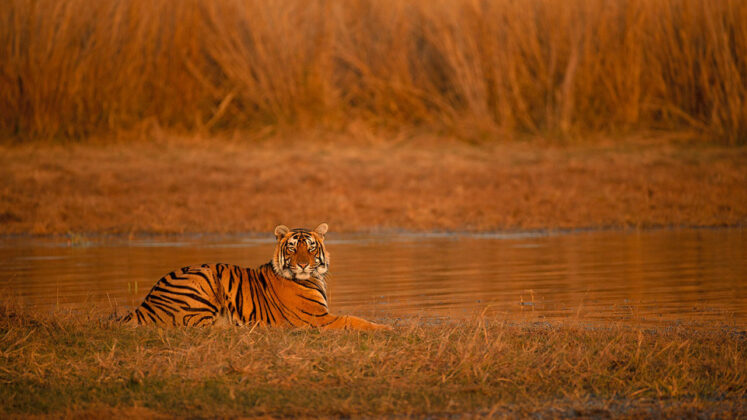 International Tiger Day 2025: History, Significance & a Look Ahead